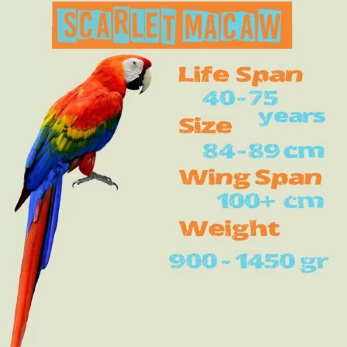Scarlet Macaw – Macaw Facts Scarlet Macaw – Macaw Facts
